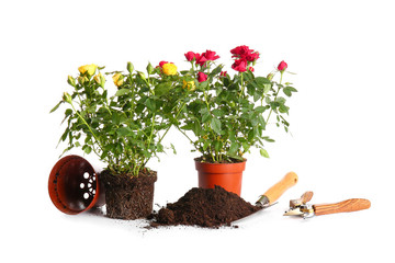 Guide complet du nom de fleur en A : liste des fleurs commençant par A ...