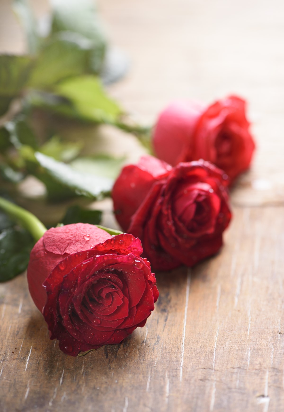 Le nombre idéal de roses à offrir selon les occasions et les sentiments ...