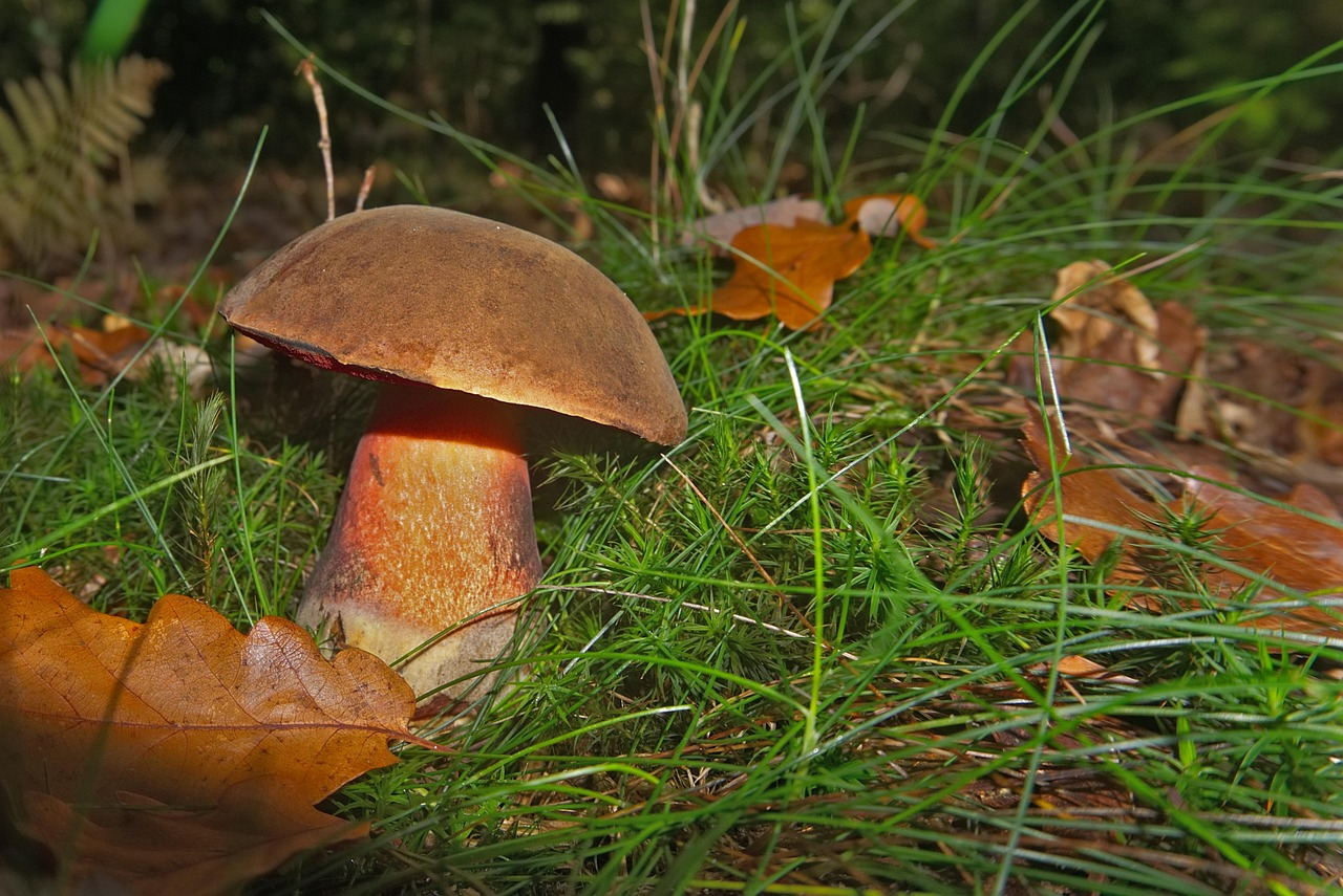 Comment identifier le cèpe de pin non comestible dans la forêt : 100 ...